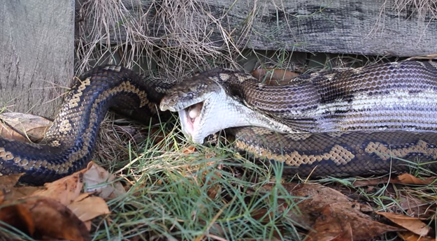This Batshit Insane Video Of A Snake Eating A Cat Is Exactly Why You ...