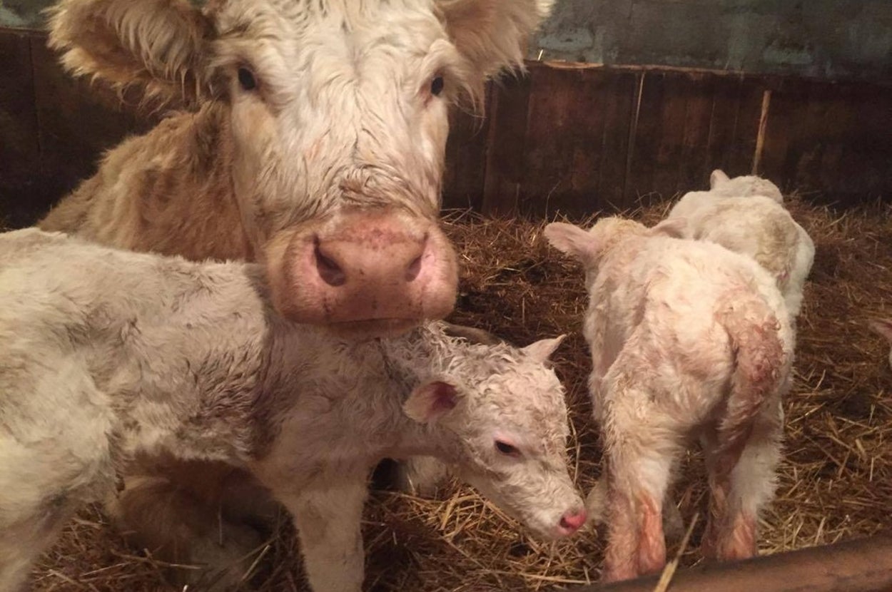 A Cow In Saskatchewan Gave Birth To Super Rare, Super Cute Quadruplets