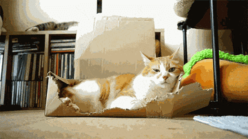 Literally Just 13 GIFs Of Cats Accidentally Packing Themselves Into Boxes