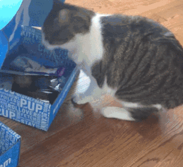 Literally Just 13 GIFs Of Cats Accidentally Packing Themselves Into Boxes