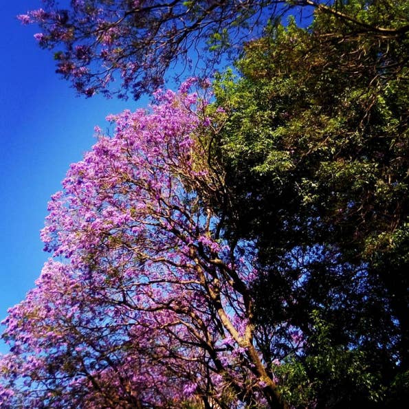 17 Imágenes que prueban que la primavera es mucho mejor en México