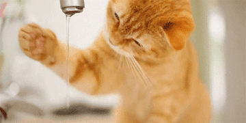 The Entire Passover Seder Explained With Cat GIFs
