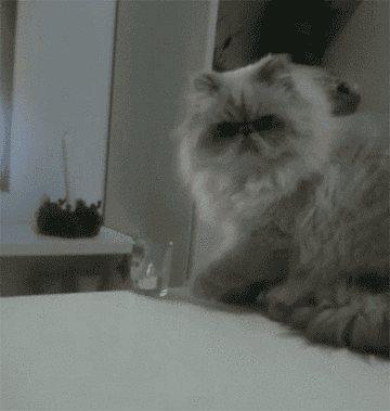 The Entire Passover Seder Explained With Cat GIFs