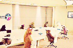 The Entire Passover Seder Explained With Cat GIFs
