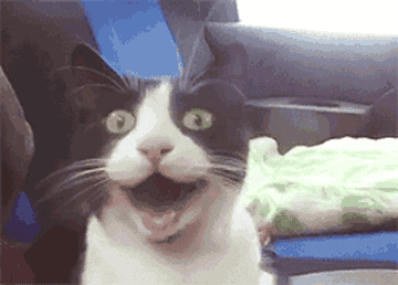 The Entire Passover Seder Explained With Cat GIFs