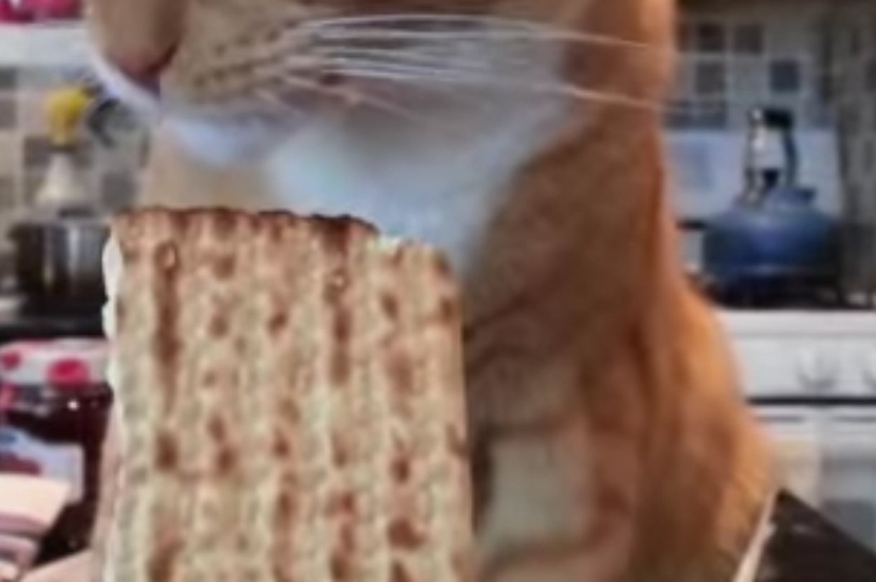 The Entire Passover Seder Explained With Cat GIFs