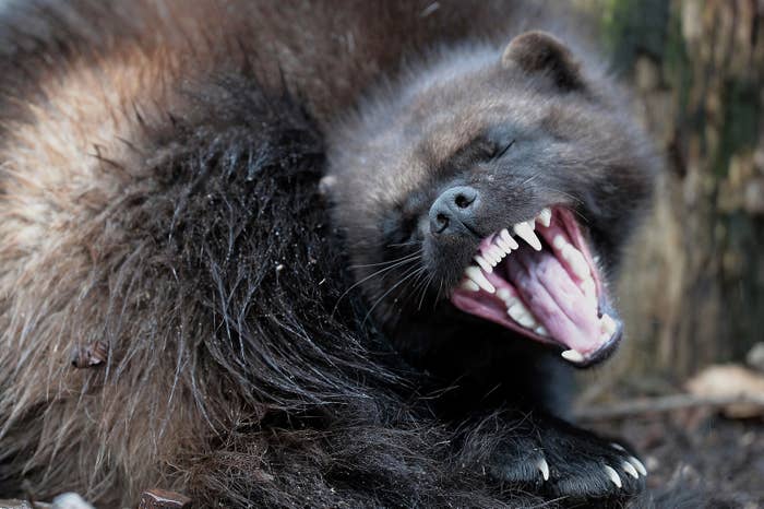 How The Reclusive Wolverine Is Sparking A Ferocious Fight Over Western Land