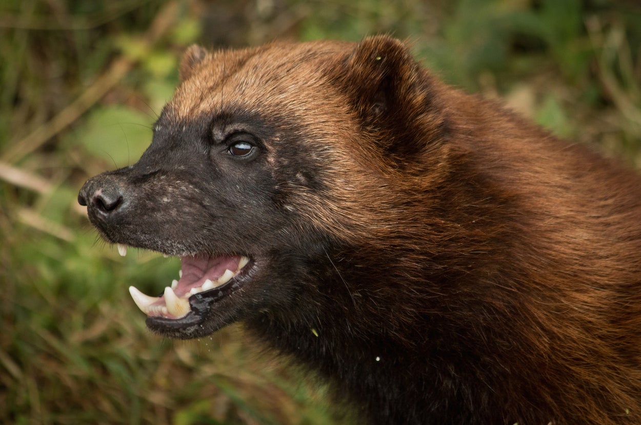 How The Reclusive Wolverine Is Sparking A Ferocious Fight Over Western Land
