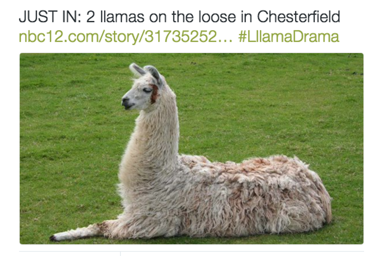 People Thought Llamas Were On The Loose Again And Life Was Perfect ...