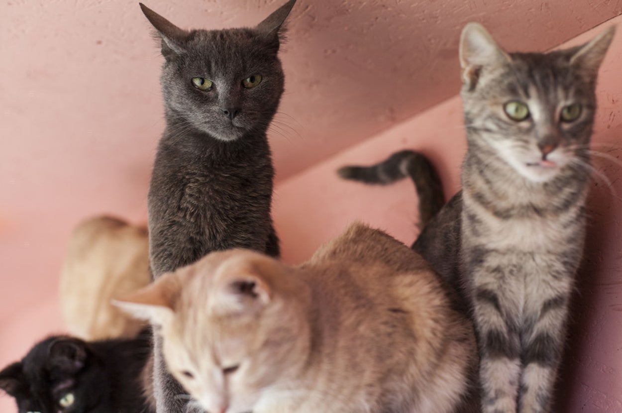 These Performing Street Cats Are The Cutest Thing You Will See Today