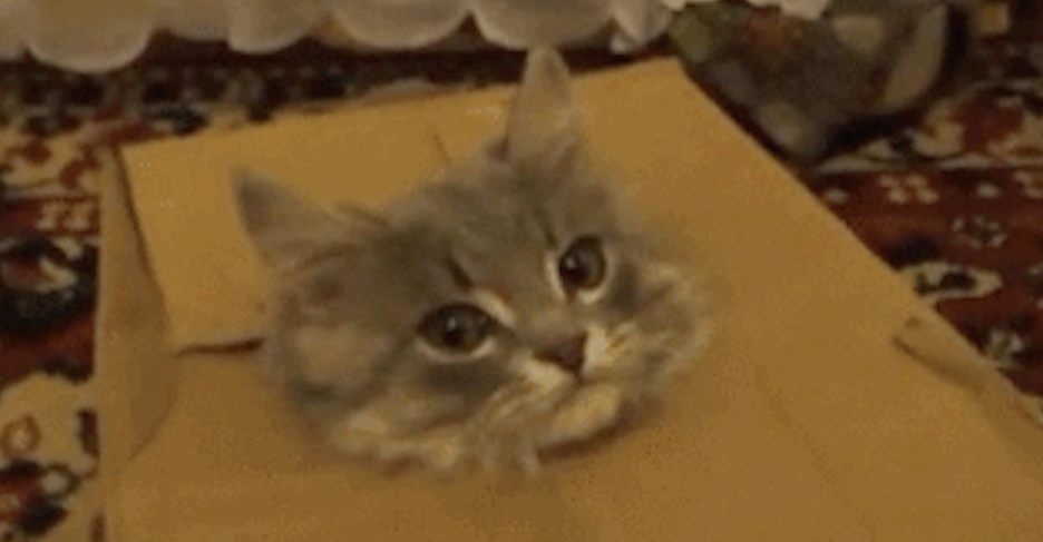 Literally Just 13 GIFs Of Cats Accidentally Packing Themselves Into Boxes