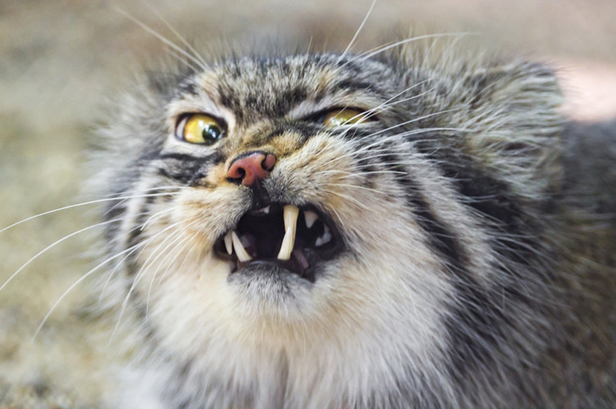 These Pallas Cats Are Ridiculously Cute