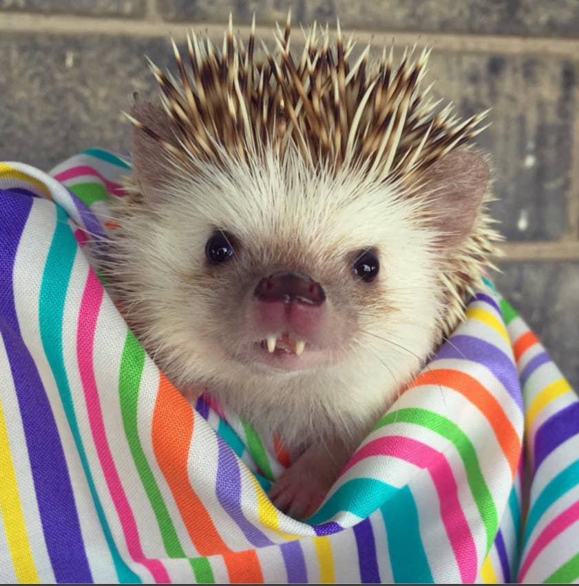 real hedgehog