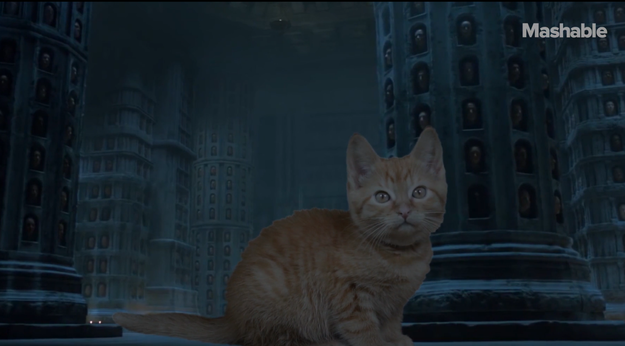 "Game Of Thrones" As Told By Cats Will Make You Smile