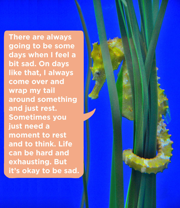 Which Sea Creature Should Give You A Pep Talk Today?