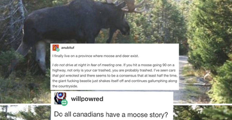 This Is The Most Hilariously Epic Tumblr Conversation About Moose In Canada