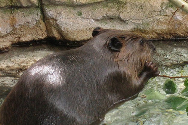 We Bet You Don't Actually Know What Beavers Look Like