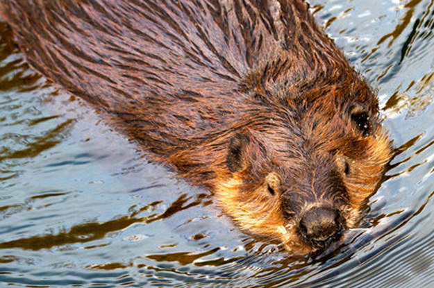 We Bet You Don't Actually Know What Beavers Look Like