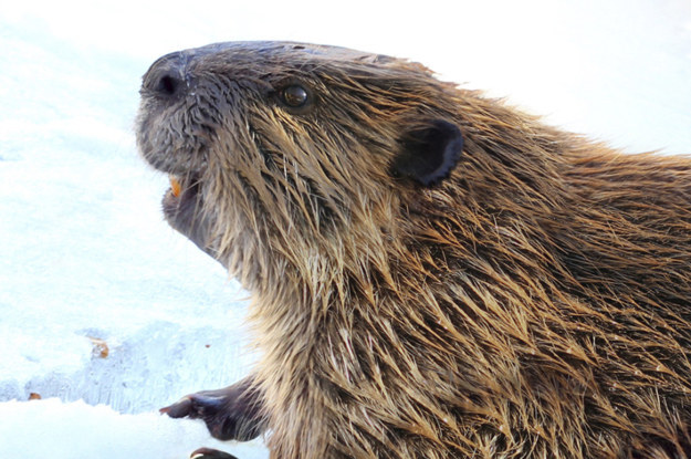 We Bet You Don't Actually Know What Beavers Look Like