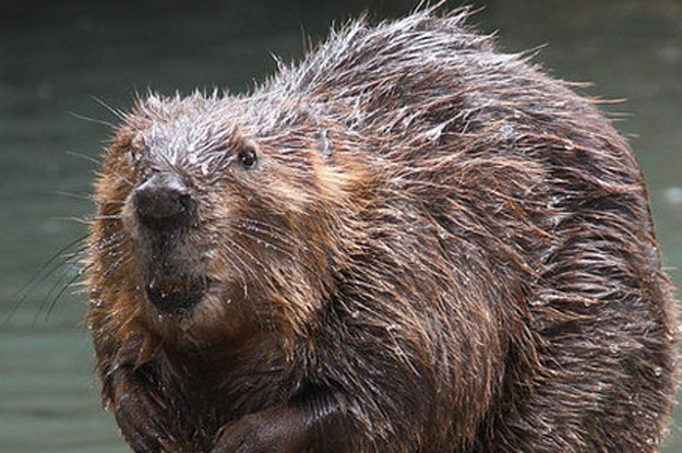 We Bet You Don't Actually Know What Beavers Look Like