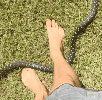 This Dude Is Turning Fear Into Fascination With Snake Foot Massages