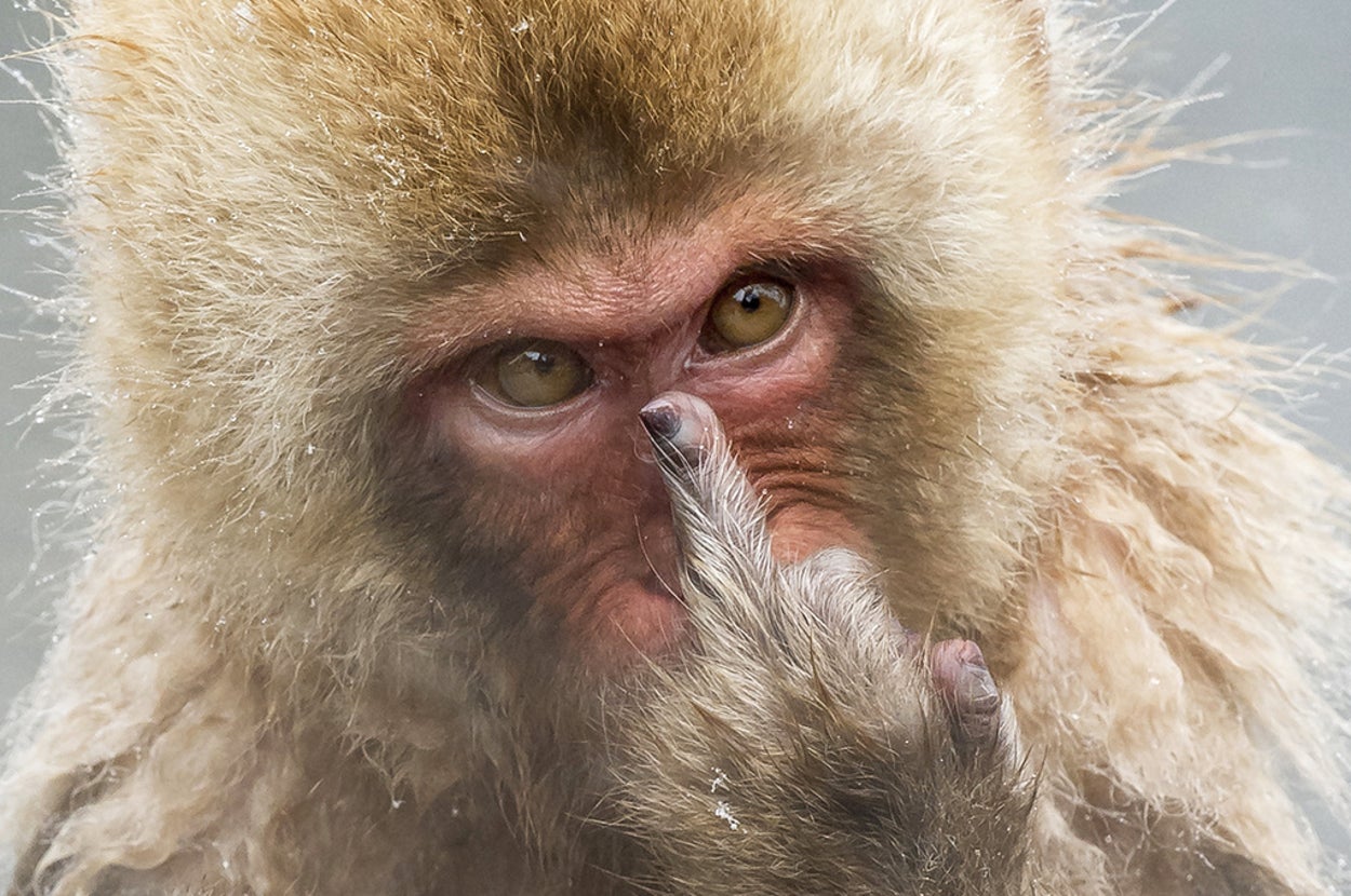 monkey with finger