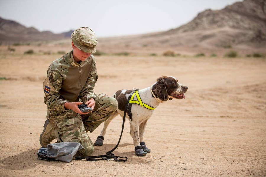 Where Are British Army Dog Handlers Based