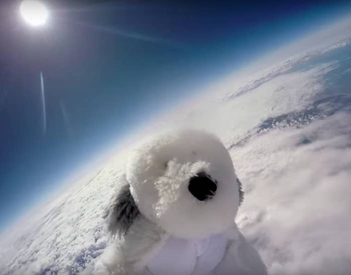 Sam The Toy Dog Is Lost After Being Sent Into Space