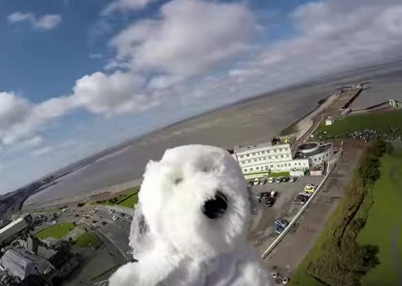 Sam The Toy Dog Is Lost After Being Sent Into Space