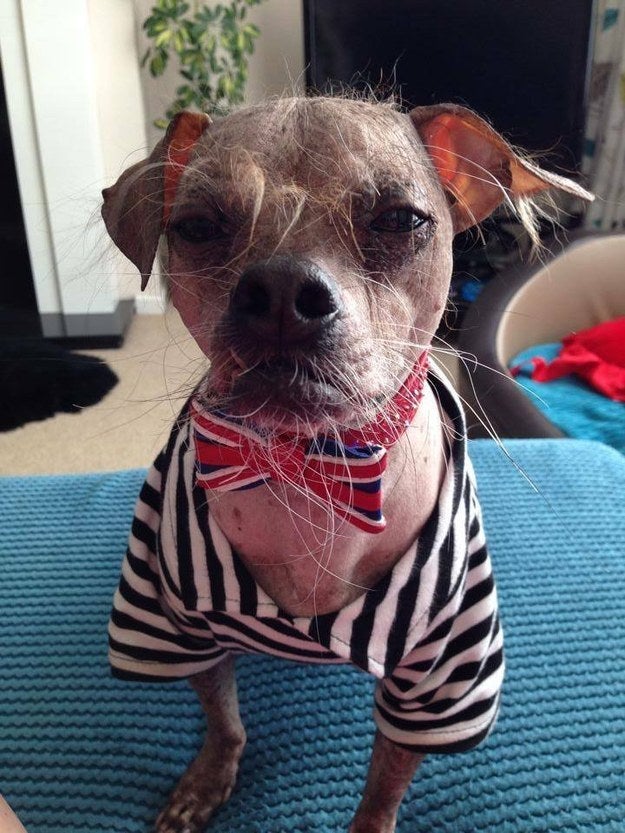 The "World's Ugliest Dog" Won A "Hero" Award For Helping People