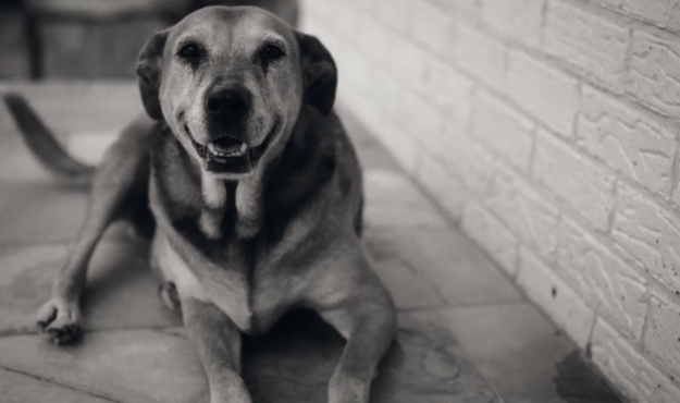 This Hilarious Video Shows Us What Life Is Like For An Insta-Famous Dog