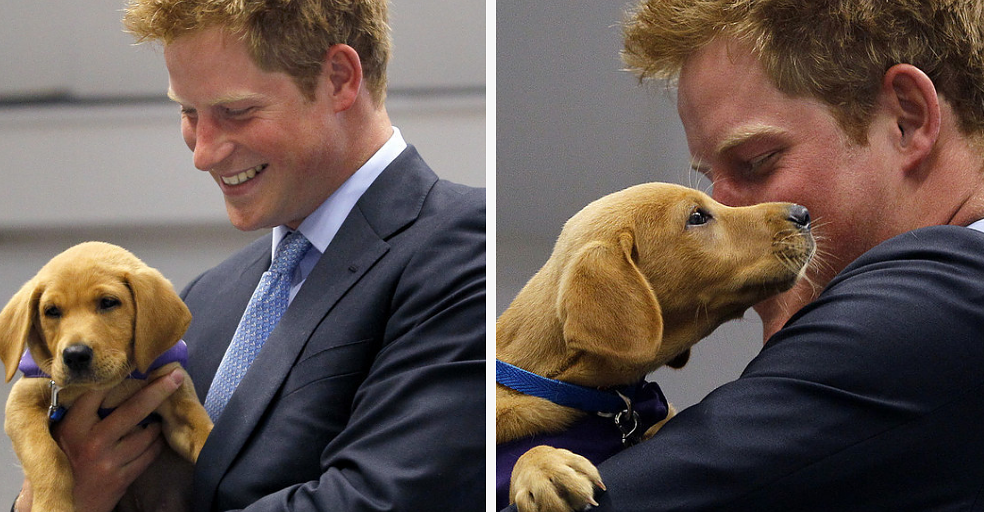 Just A Bunch Of Adorable Pictures Of Prince Harry With Dogs