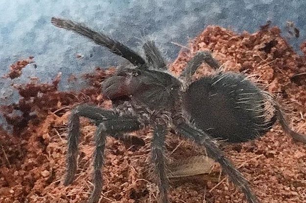 Two Giant Spiders Were Found On A Flight To Montreal And NOPE NOPE NOPE ...