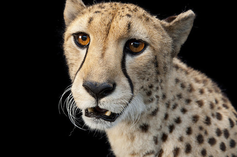 These National Geographic Animals Give Us Unrealistic Body Expectations