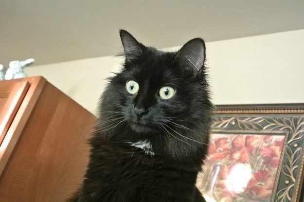 21 Times Cats Were You AF