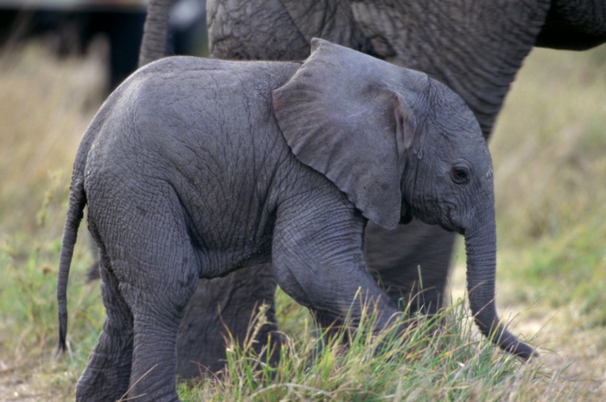 This Baby Elephant Color Quiz Is Savage AF