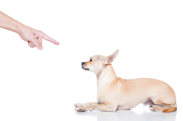 Can You Guess Which Dog Just Shat On The Carpet In The Den?