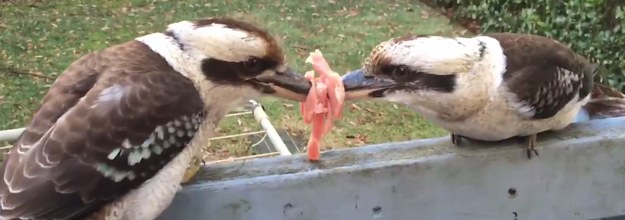 Birds Fighting Over Meat