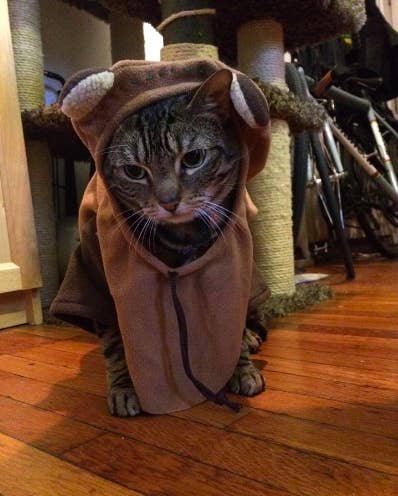 ewok cat
