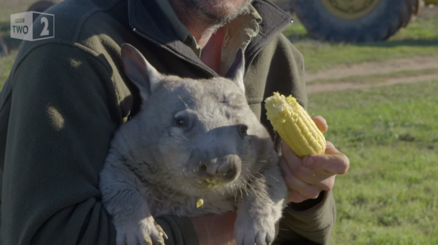 This Farting, Corn-Eating Wombat Will Make You Say "Same"