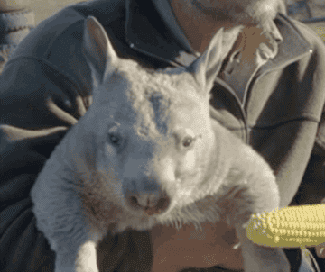 wombat eating