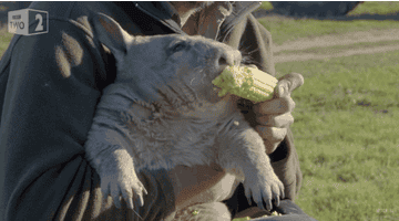 wombat eating