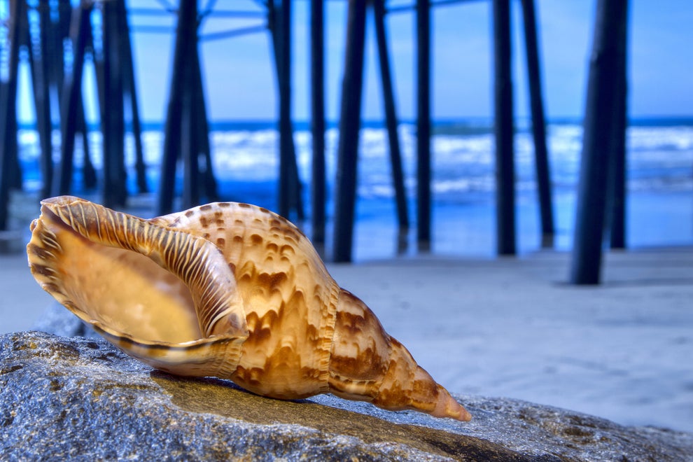 13 Stunning Seashells And Their Rightful Owners