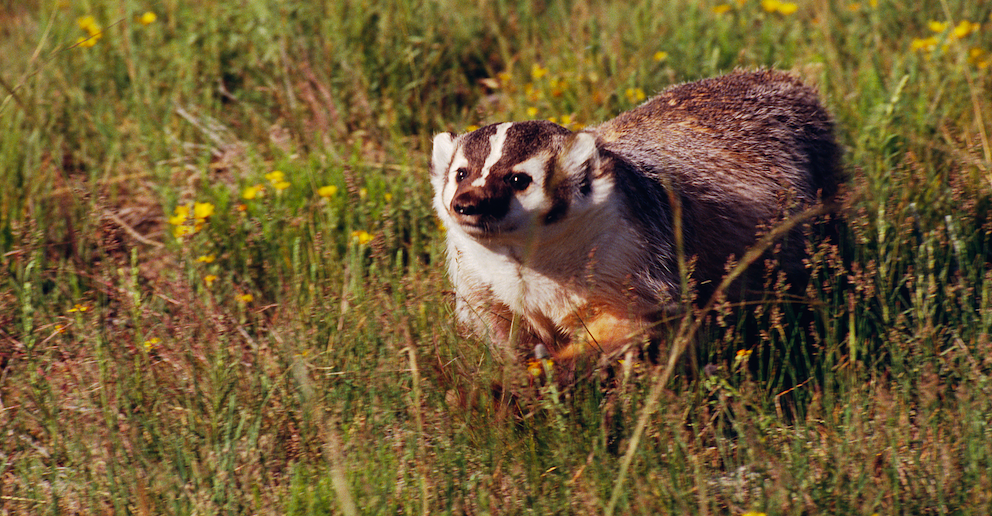 13 Tumblr Posts That Will Make You Proud To Be A Hufflepuff