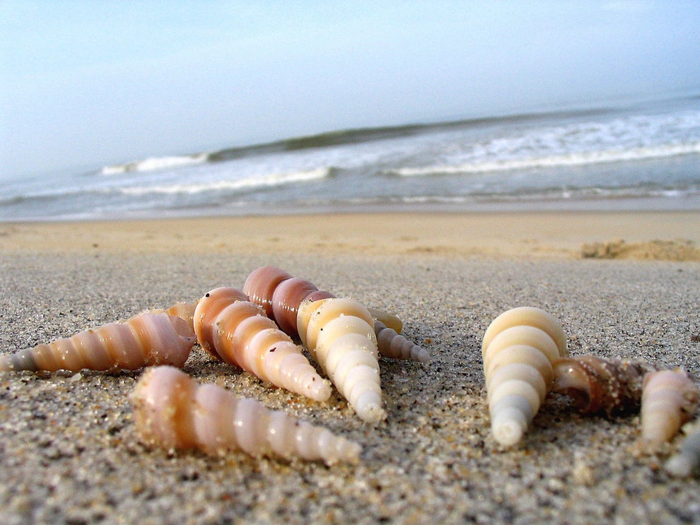 13 Stunning Seashells And Their Rightful Owners