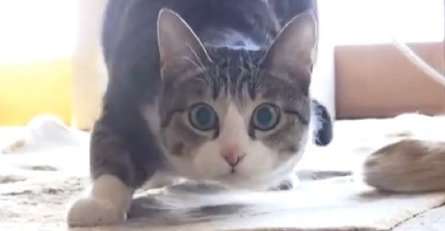 21 Adorable Animal Wiggles That Will Brighten Anyone's Day