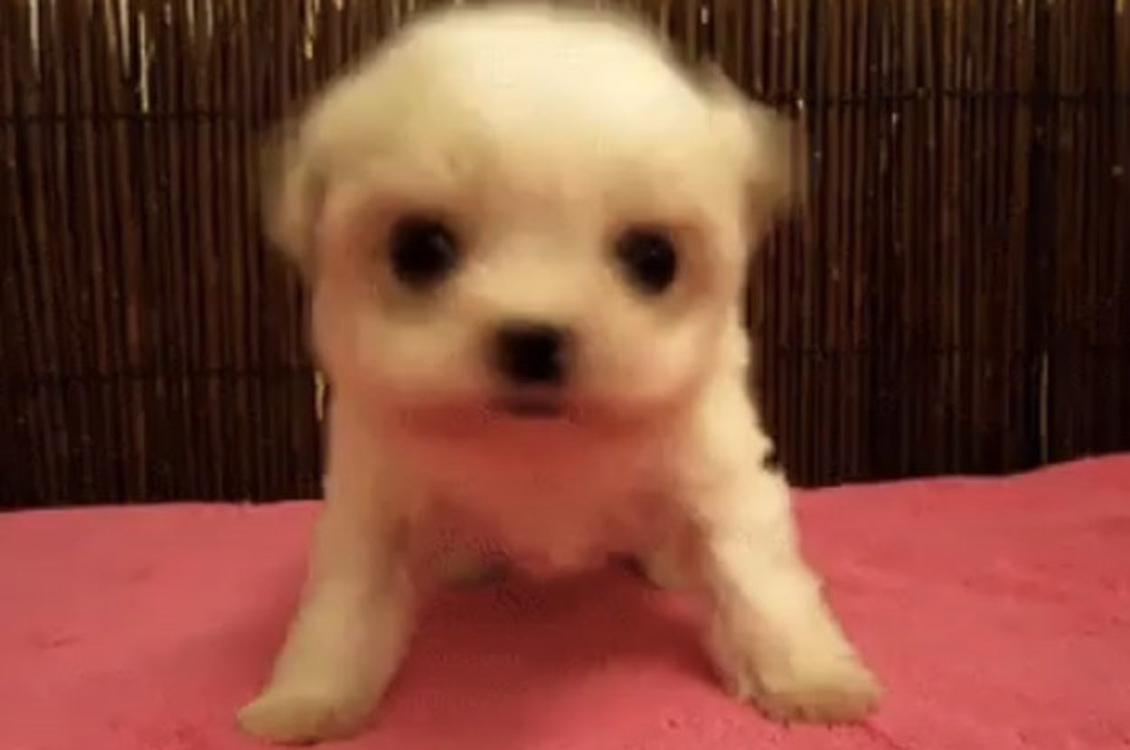 21 Adorable Animal Wiggles That Will Brighten Anyone's Day