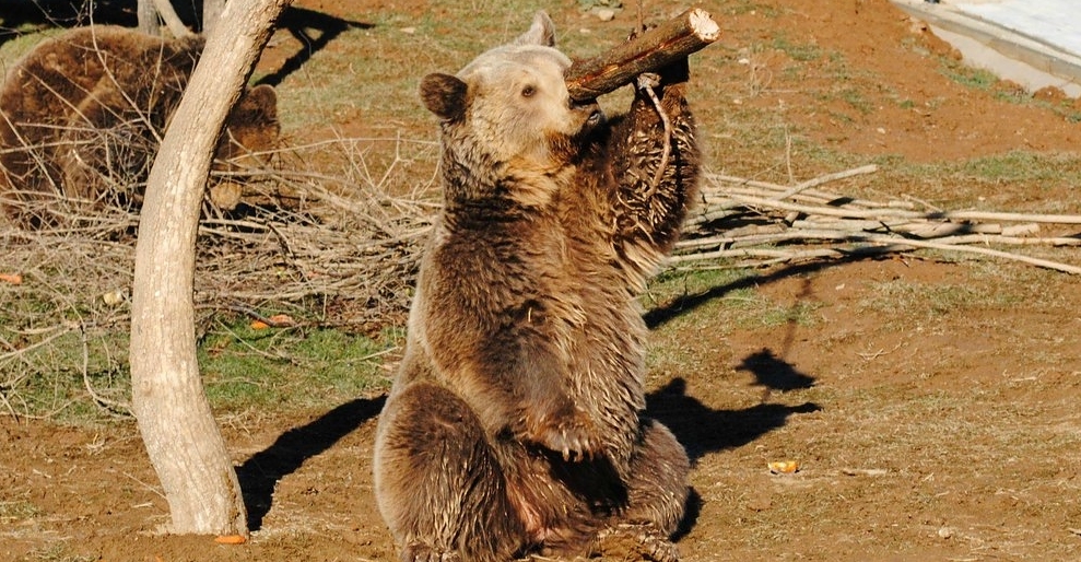18 Pictures That Prove Bears Are Nothing More Than Vicious Beasts