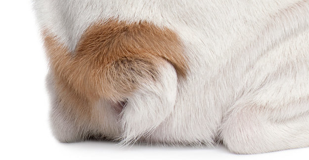 Can You Identify The Dog Breed By Its Butt