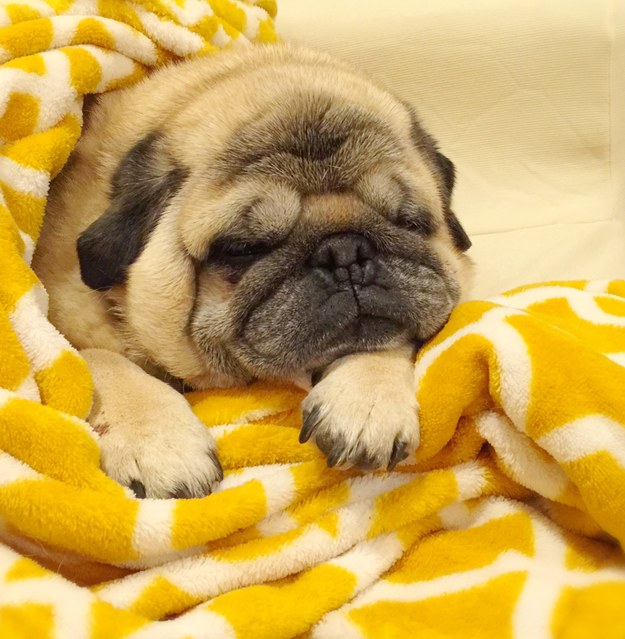 candaceh4153ab39f on BuzzFeed